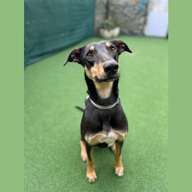Winnie Blue - Large Male Kelpie x Whippet Mix Dog in VIC - PetRescue
