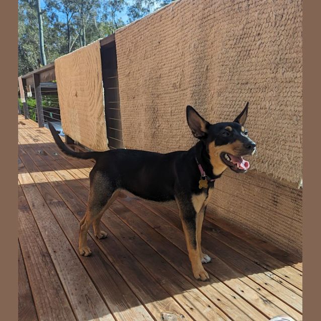 Tink - Small Female Kelpie x Jack Russell Terrier Mix Dog in NSW ...