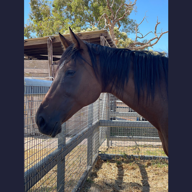 Daphne - Female Thoroughbred Mix Horse in WA - PetRescue