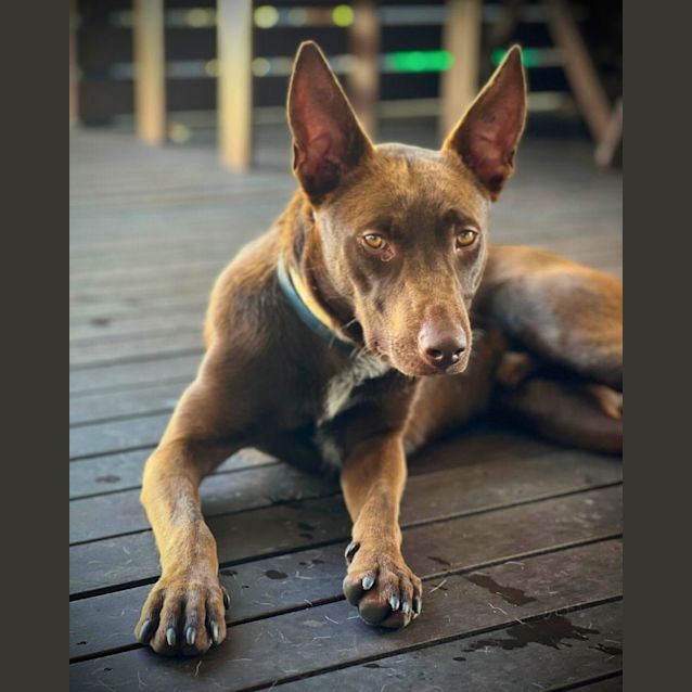 Astro - 11 Month Old Kelpie (Trial) - Medium Male Kelpie Dog in NSW ...