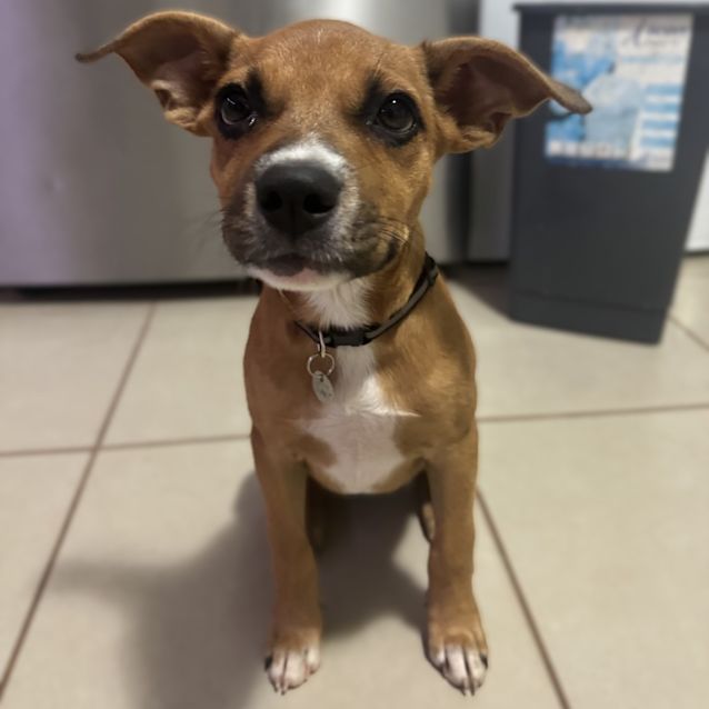 Suki - Medium Female Mixed Breed Dog in WA - PetRescue