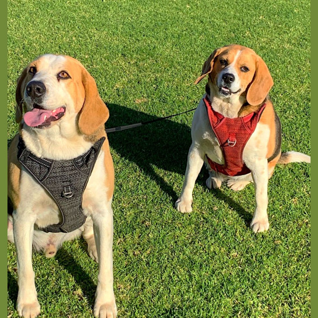 Billy - Medium Male Beagle Dog in VIC - PetRescue