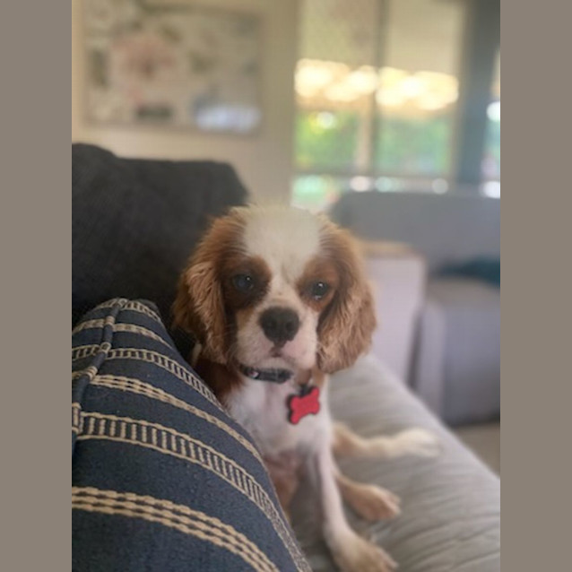Elsie - Small Female Cavalier King Charles Spaniel Dog in QLD - PetRescue
