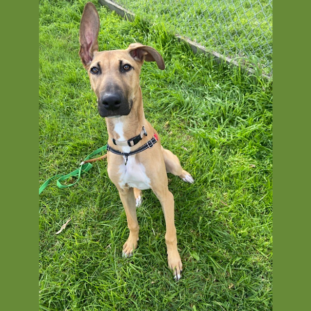 Milford - Large Male Greyhound x Staghound Mix Dog in VIC - PetRescue