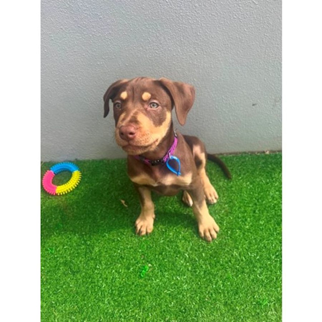 Latte - Medium Female Staffy x Rhodesian Ridgeback Dog in QLD - PetRescue