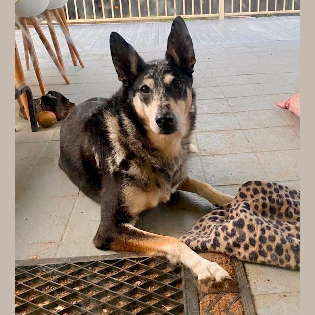 Brodie - Medium Male Border Collie Mix Dog in NSW - PetRescue