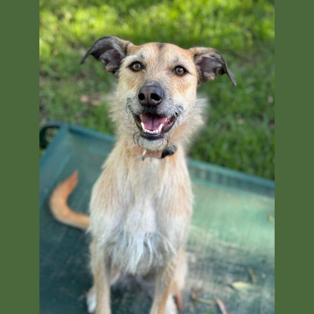 Sandy - Medium Female Kelpie Mix Dog in VIC - PetRescue