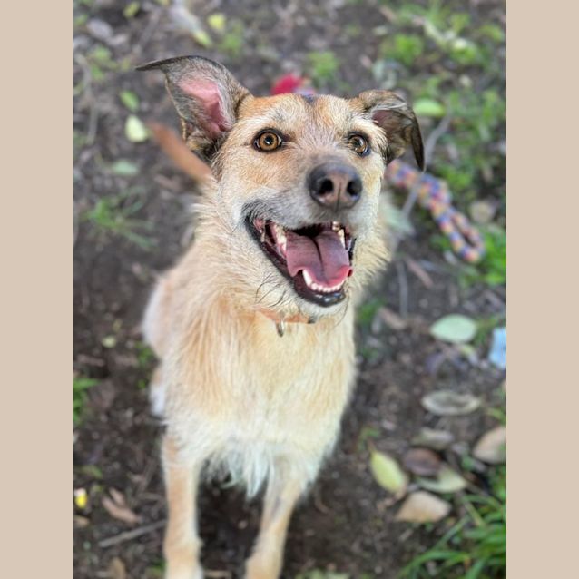 Sandy - Medium Female Kelpie Mix Dog in VIC - PetRescue