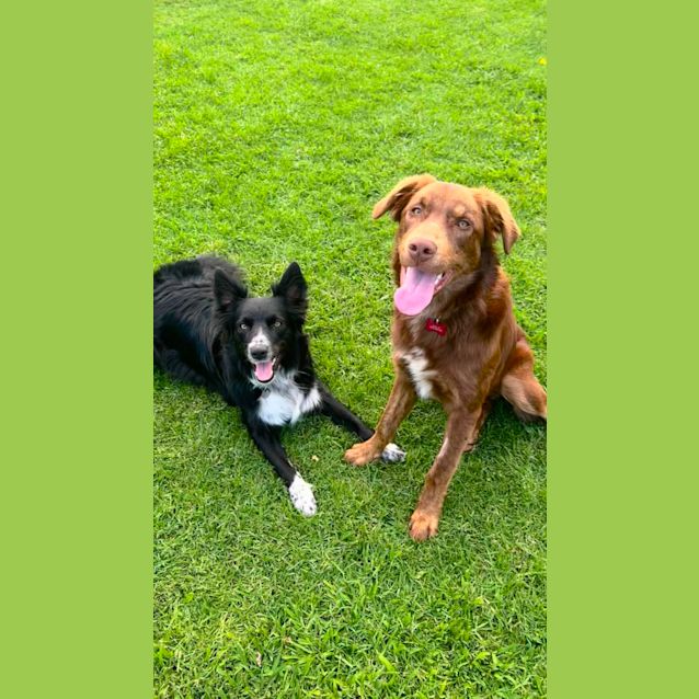 Charlie - Medium Male Border Collie x Koolie Dog in NSW - PetRescue