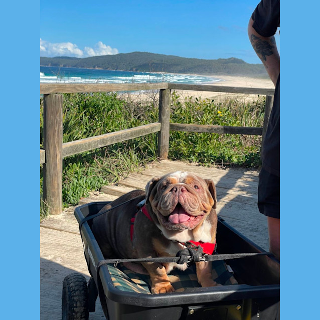 Big Mumma - Medium Female British Bulldog Dog in NSW - PetRescue
