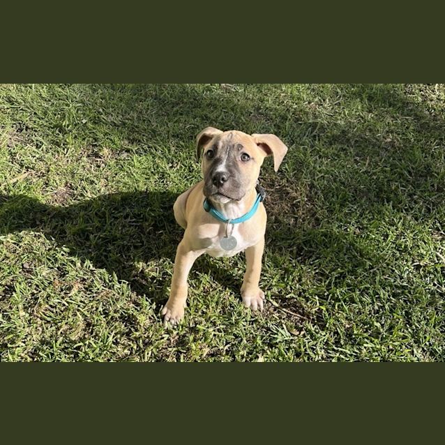 zuki - Medium Female Rhodesian Ridgeback x Staffy Mix Dog in VIC ...