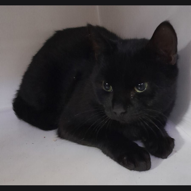 Ratso - Male Domestic Short Hair Cat in NSW - PetRescue