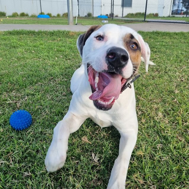 Boof - Large Male Staffordshire Bull Terrier x Staghound Mix Dog in VIC ...