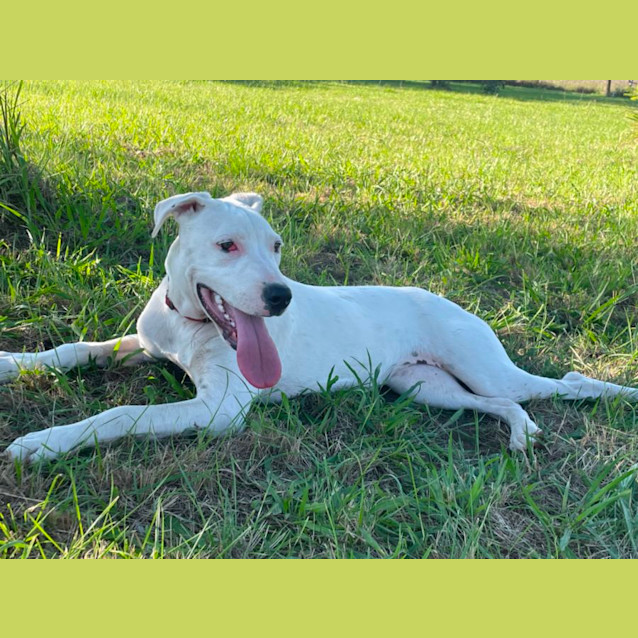 Amari - Medium Female Staffy x Boxer Mix Dog in NSW - PetRescue