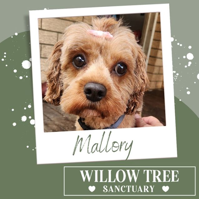 Mallory - Small Female Cavalier King Charles Spaniel Mix Dog in QLD ...