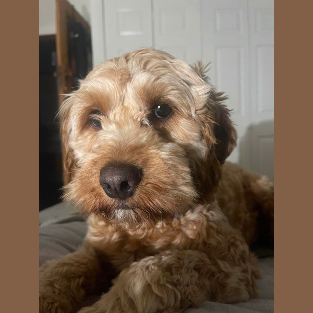 Ronnie - 1 Year Old Cavoodle (Trial) - Medium Male Cavalier King ...