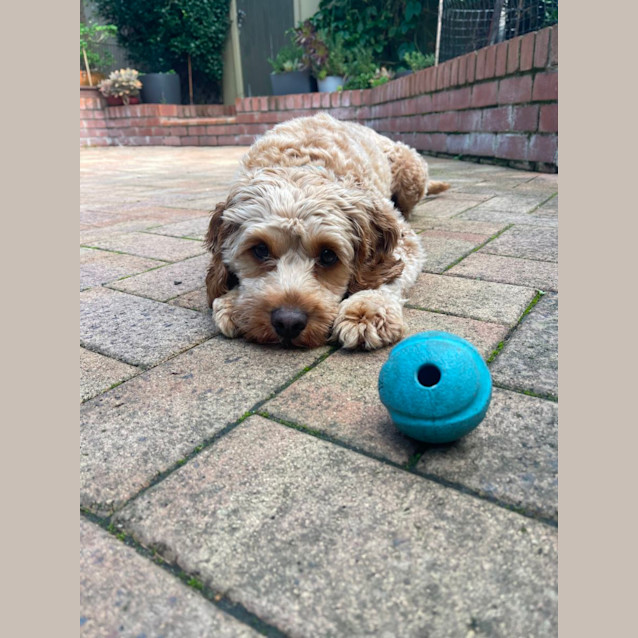 Ronnie - 1 Year Old Cavoodle (Trial) - Medium Male Cavalier King ...
