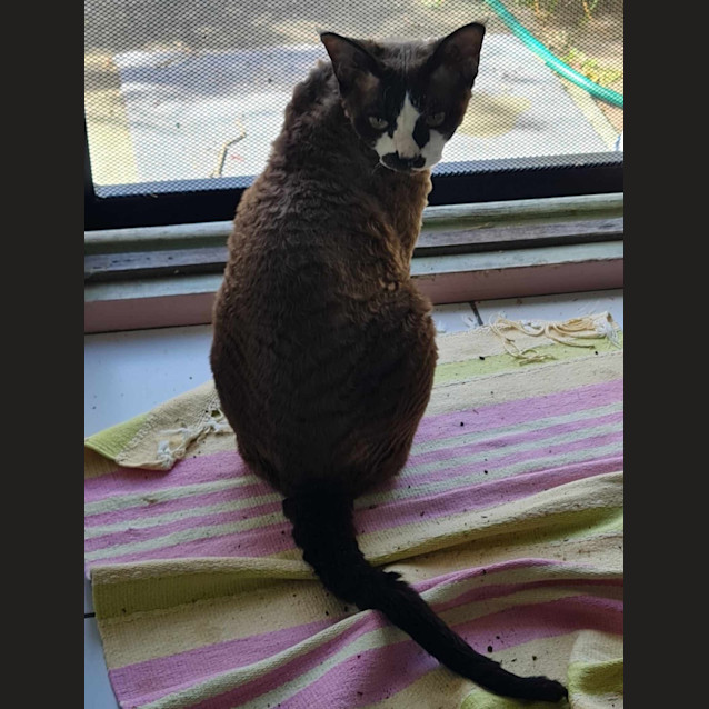 Riley - In Foster - Male Devon Rex Mix Cat in TAS - PetRescue