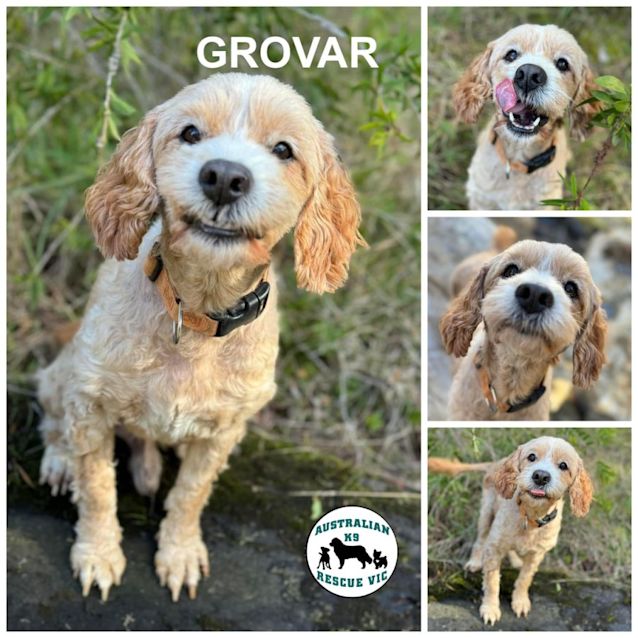 Grovar - Small Male Poodle Mix Dog in VIC - PetRescue