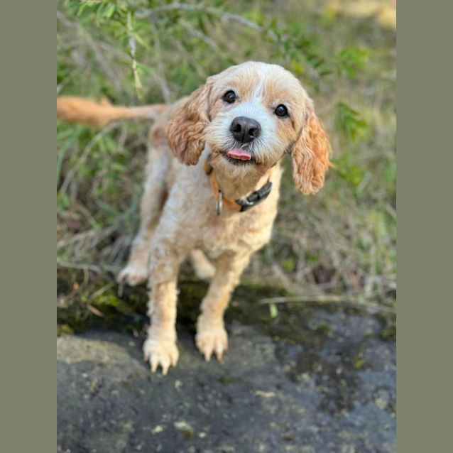 Grovar - Small Male Poodle Mix Dog in VIC - PetRescue