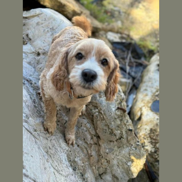 Grovar - Small Male Poodle Mix Dog in VIC - PetRescue