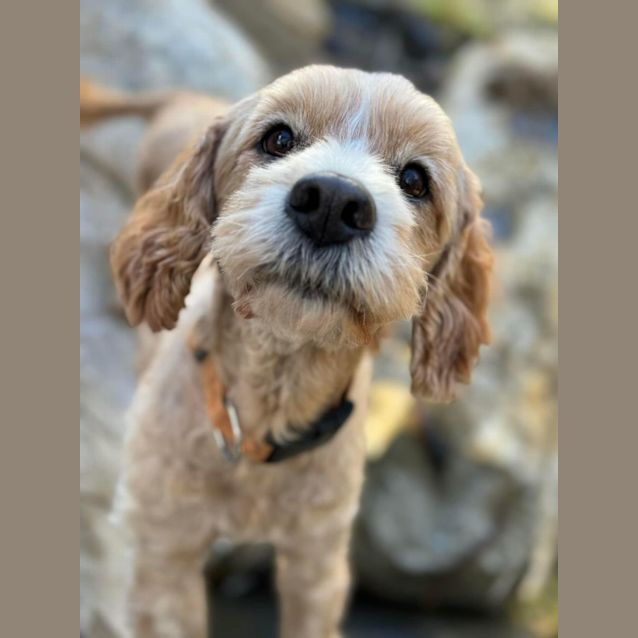 Grovar - Small Male Poodle Mix Dog in VIC - PetRescue