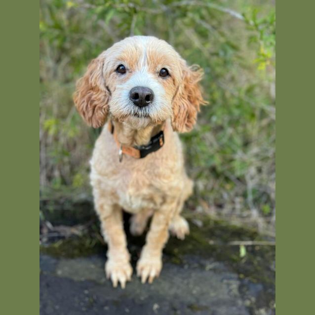 Grovar - Small Male Poodle Mix Dog in VIC - PetRescue