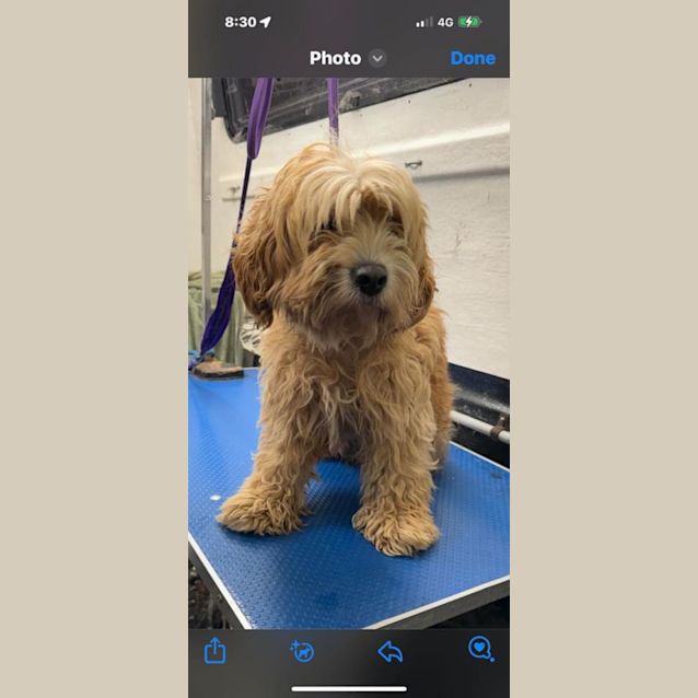 Grovar - Small Male Poodle Mix Dog in VIC - PetRescue
