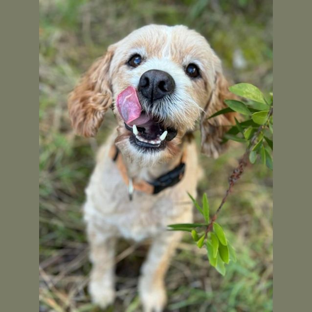 Grovar - Small Male Poodle Mix Dog in VIC - PetRescue