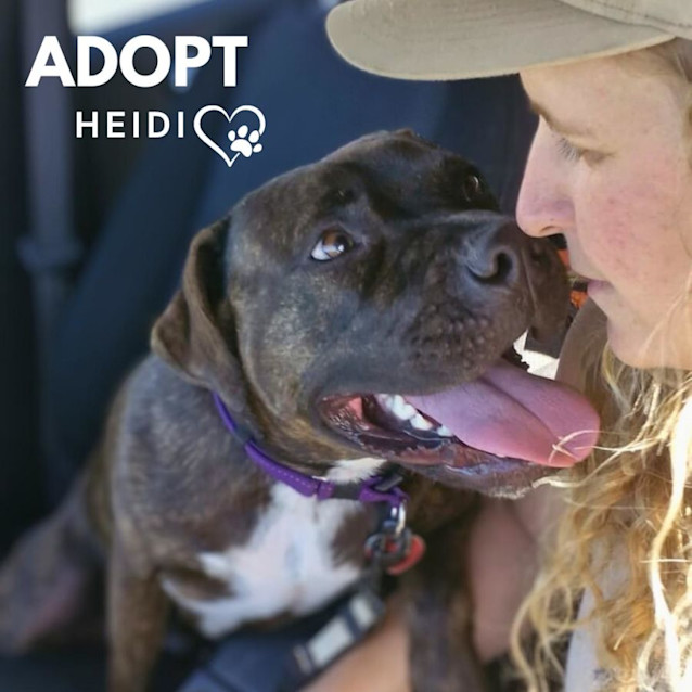 Heidi - Medium Female American Staffordshire Bull Terrier Dog in NSW ...