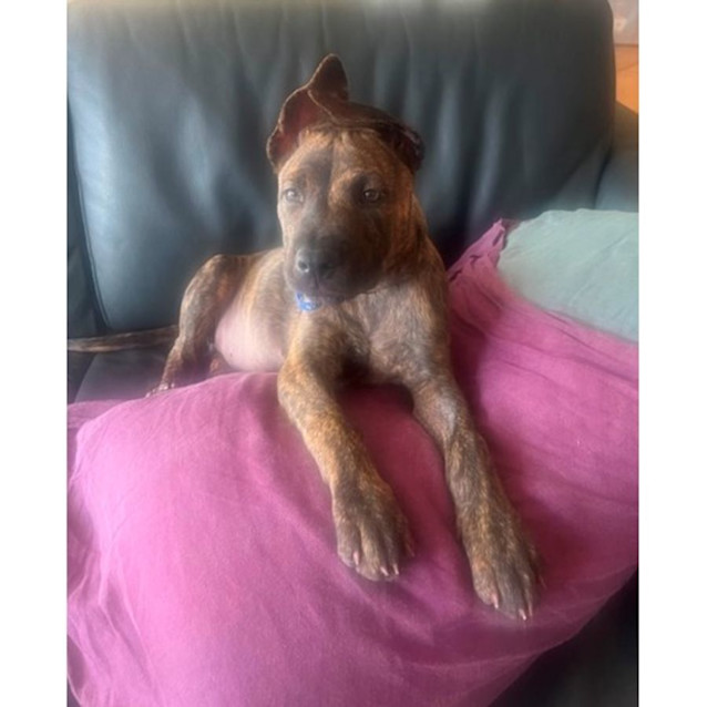 Coffee - Medium Female Rhodesian Ridgeback x Staffy Dog in QLD - PetRescue