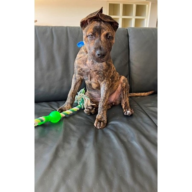 Coffee - Medium Female Rhodesian Ridgeback x Staffy Dog in QLD - PetRescue