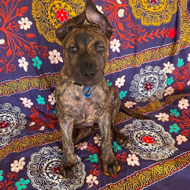 Coffee - Medium Female Rhodesian Ridgeback x Staffy Dog in QLD - PetRescue