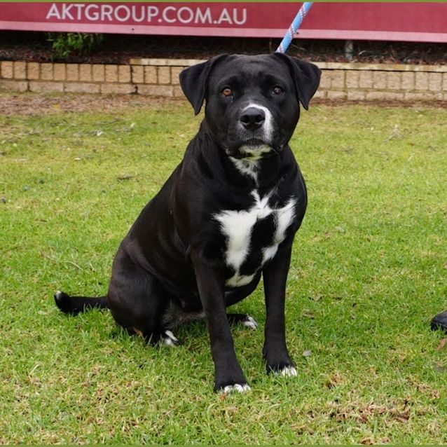 Carly - Medium Female Staffy x Labrador Mix Dog in WA - PetRescue