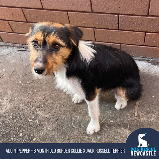 Pepper - 6 Month Old Border Collie X Jack (Trial) - Medium Female ...