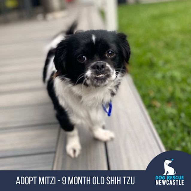 Mitzi - 9 Month Old Shih Tzu (Trial) - Small Female Shih Tzu Dog in NSW ...