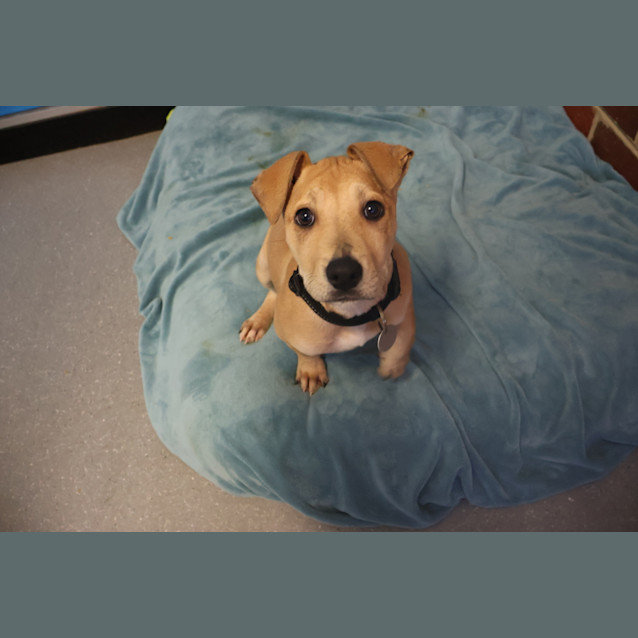 Roxy - Small Female Rhodesian Ridgeback x Staffy Mix Dog in VIC - PetRescue