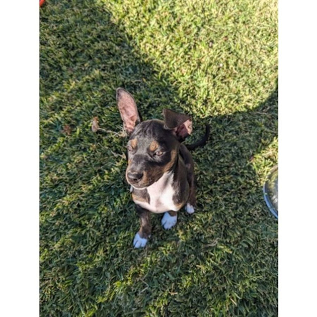 Sorbet - Medium Female Staffy x Maltese Dog in QLD - PetRescue