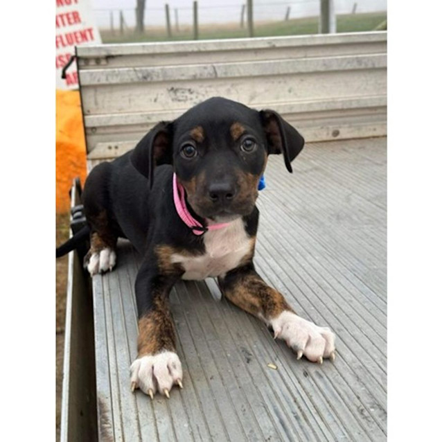 Sorbet - Medium Female Staffy x Maltese Dog in QLD - PetRescue