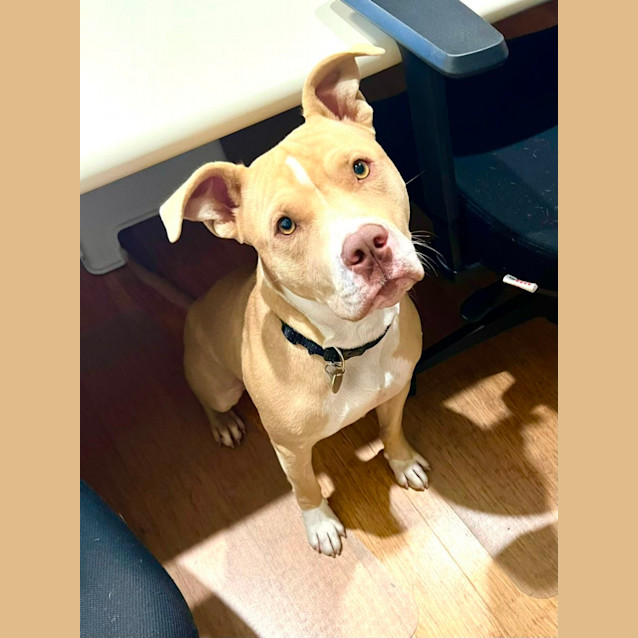 Stubby - Medium Male Staffordshire Bull Terrier Mix Dog in VIC - PetRescue