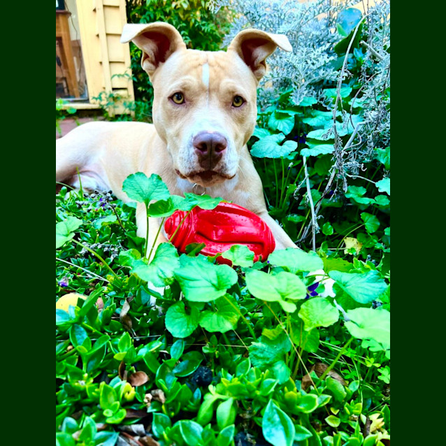 Stubby - Medium Male Staffordshire Bull Terrier Mix Dog in VIC - PetRescue
