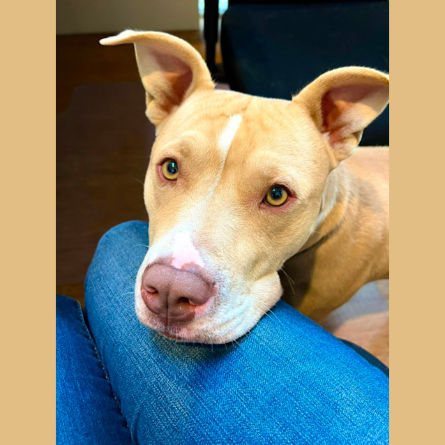 Stubby - Medium Male Staffordshire Bull Terrier Mix Dog in VIC - PetRescue