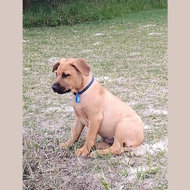 Ovaltine - Medium Female Rhodesian Ridgeback x Staffy Dog in NSW ...