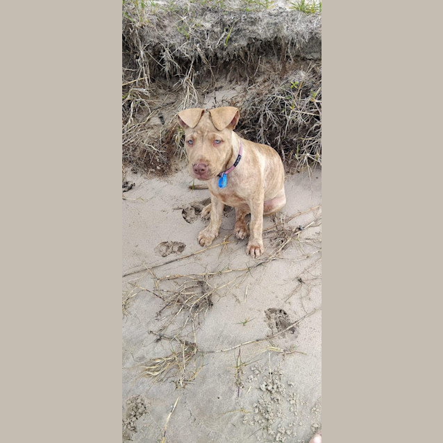 Tea - Medium Female Rhodesian Ridgeback x Staffy Dog in NSW - PetRescue