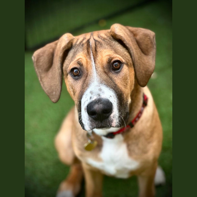 Cyclops - Large Male German Shepherd x American Bulldog Mix Dog in VIC ...
