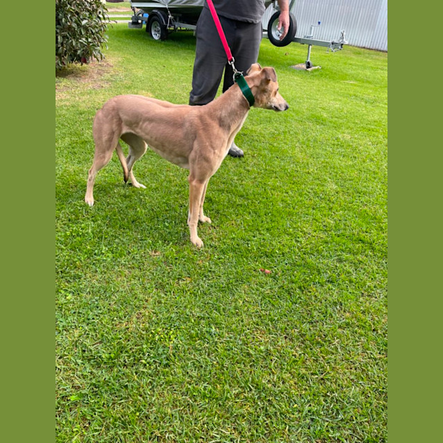 Paris - Small Female Greyhound Dog in VIC - PetRescue