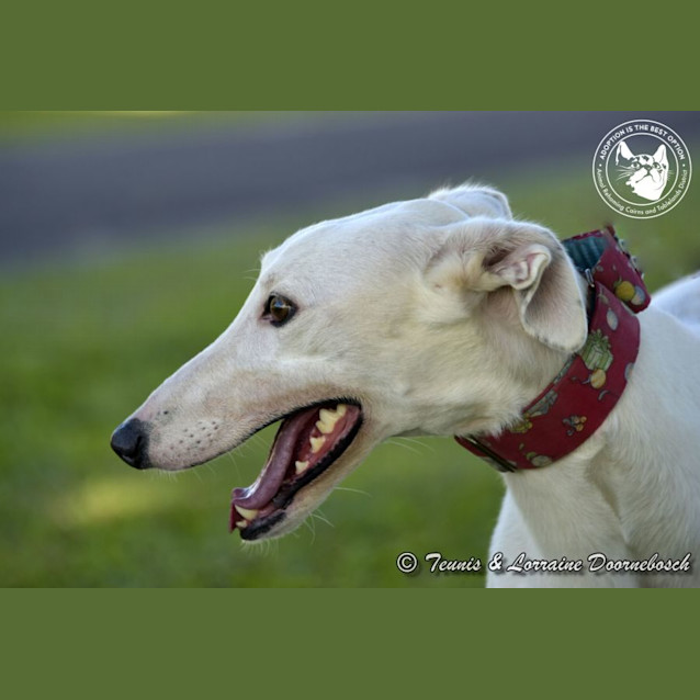 Snow (Fluffy Cuddles) - Small Female Greyhound Dog in QLD - PetRescue
