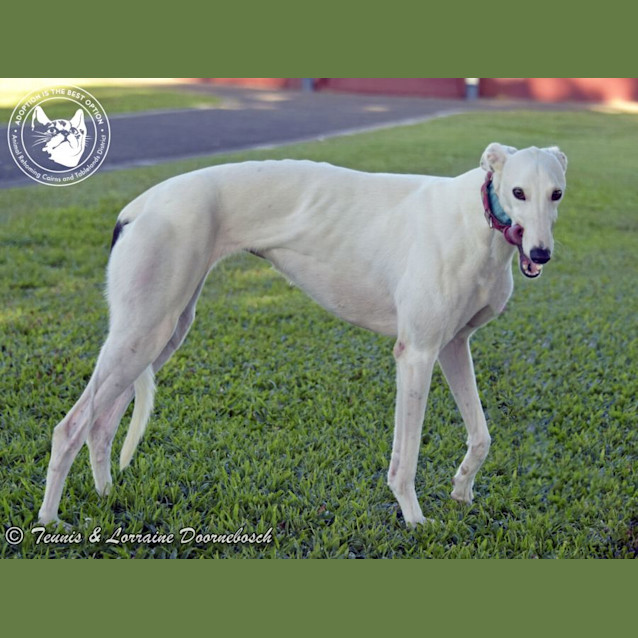 Snow (Fluffy Cuddles) - Small Female Greyhound Dog in QLD - PetRescue