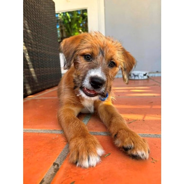 Caramel - Medium Male Maltese x Staffy Dog in QLD - PetRescue
