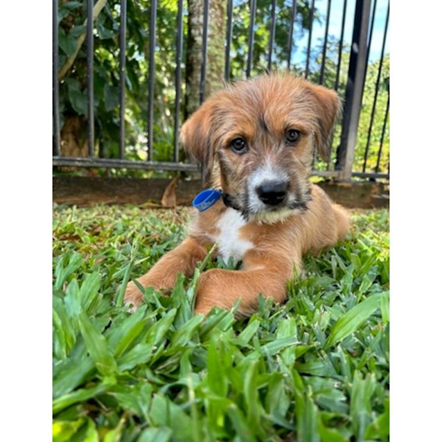 Caramel - Medium Male Maltese x Staffy Dog in QLD - PetRescue